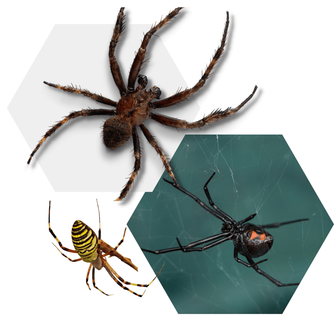 Pest Library - Austin Pest Control